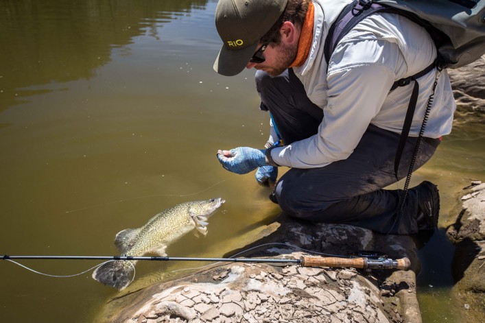 Murray Cod Season Opener – Aussie Fly Fisher